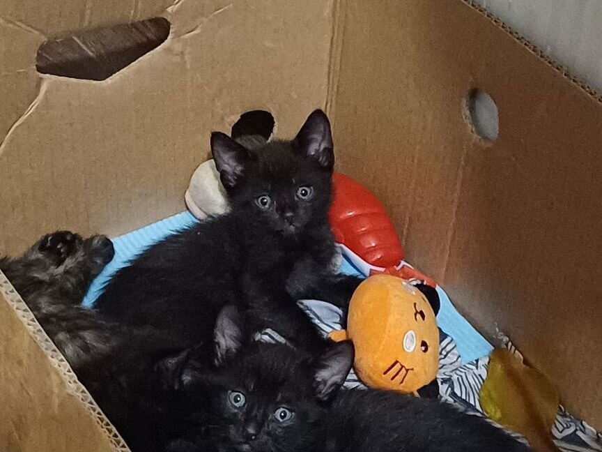 Котята в добрые руки