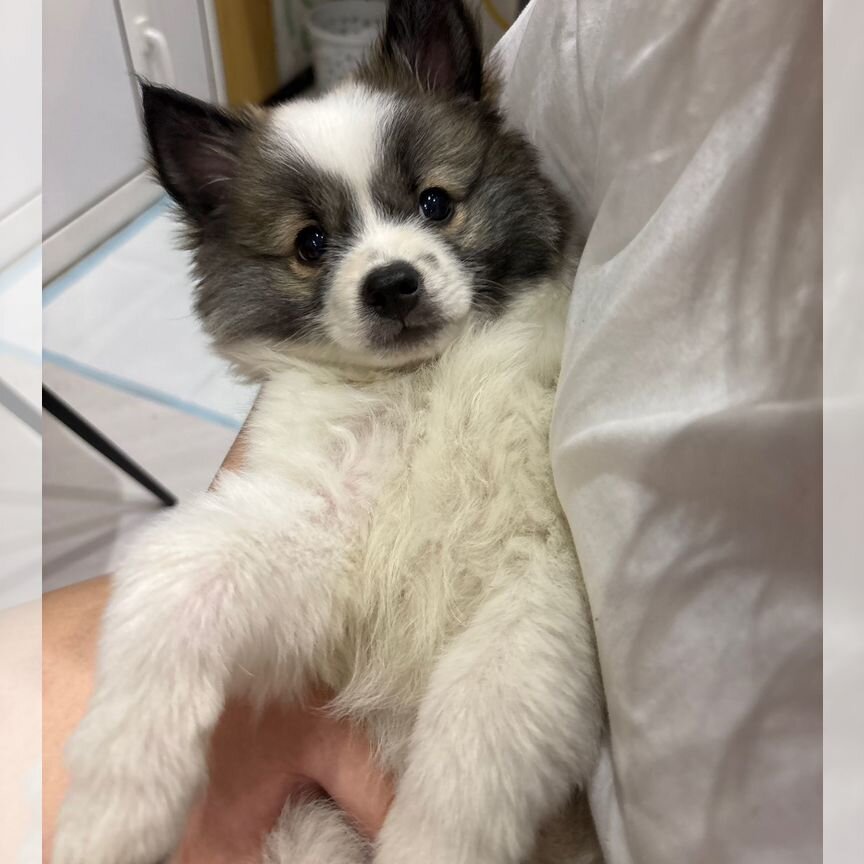 Немецкий шпиц, щенок