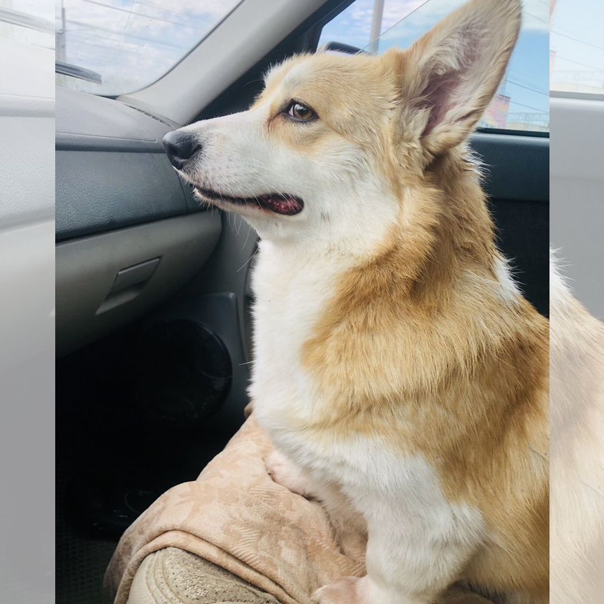 Вельш Корги Пемброк, взрослая собака