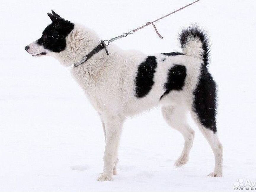 Продам кобеля рел 3,5 года