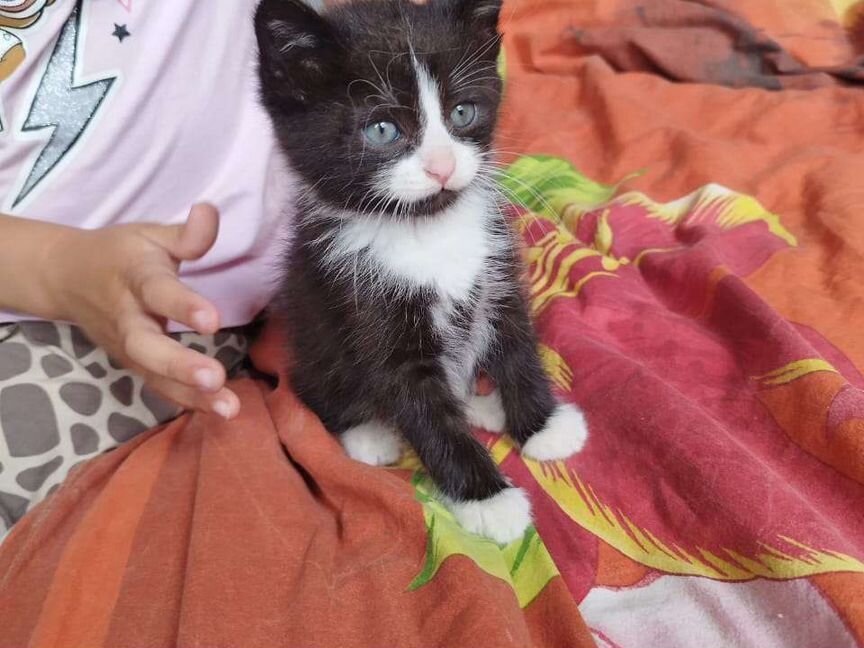 Пандочка милый котенок 1,5 мес. в добрые руки