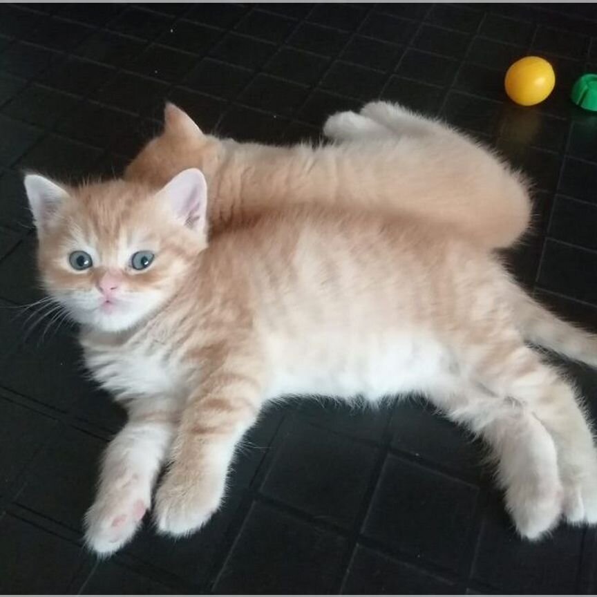 Шотландские котята