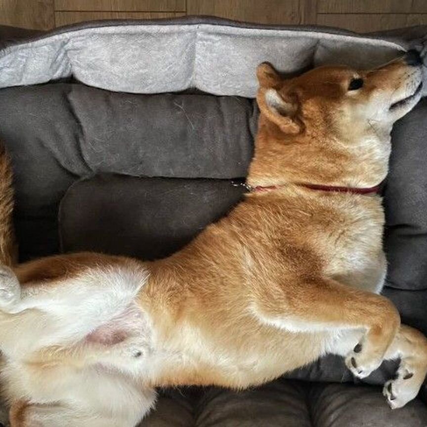 Лежанка для собак