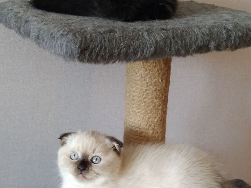Шотландские котята