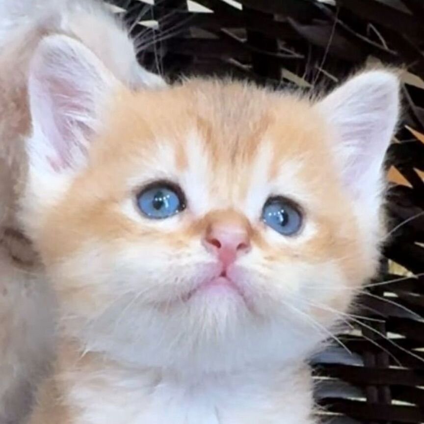 Британские котята золотая шиншилла
