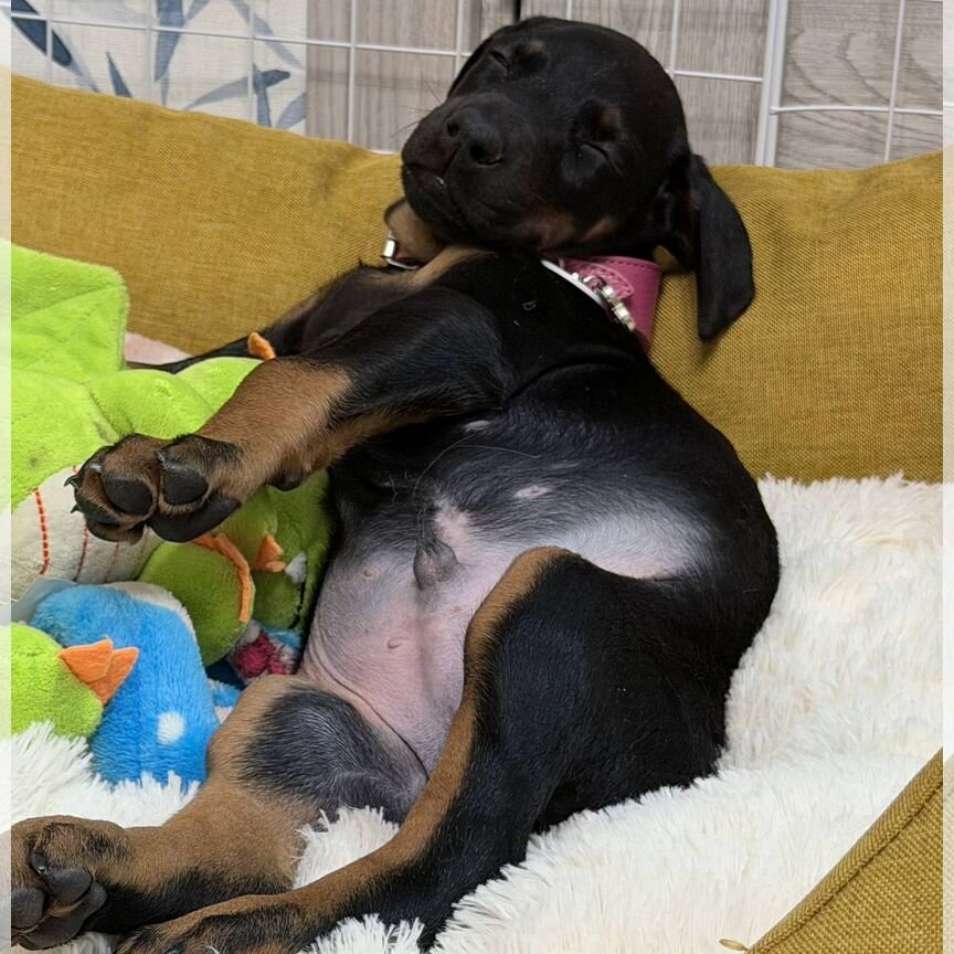 Доберман, щенок