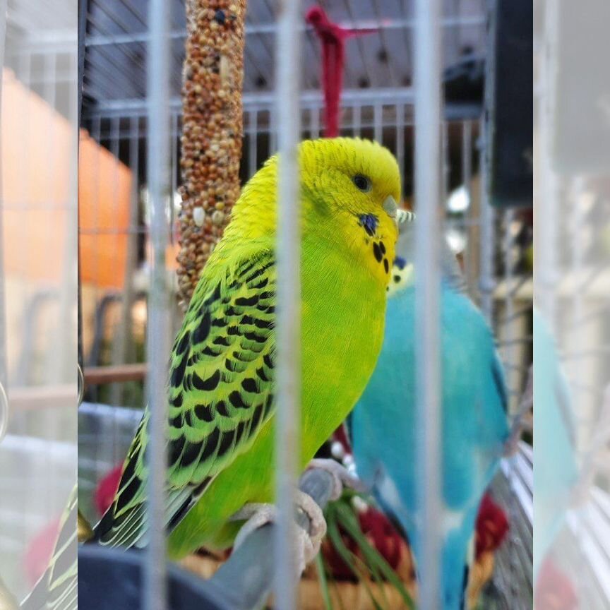 Волнистый попугай