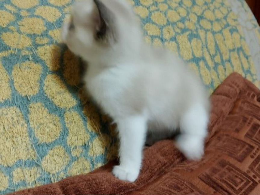 Котёнок породистый