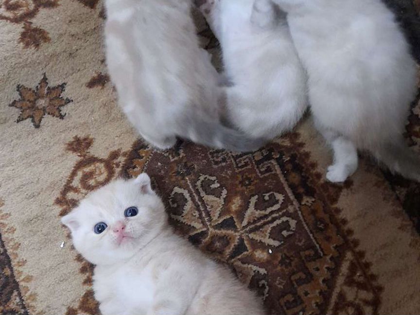 Шотландские котяточки