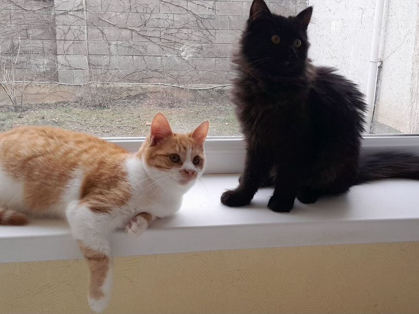 Котята в добрые руки бесплатно