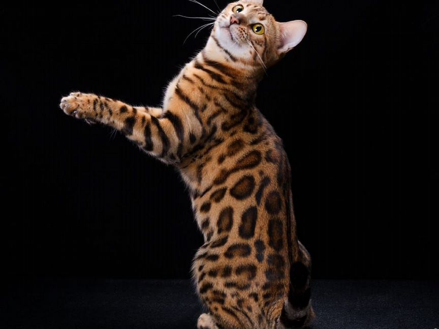 Бенгальская кошка в добрые руки