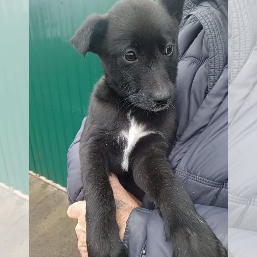 Щенок в добрые руки