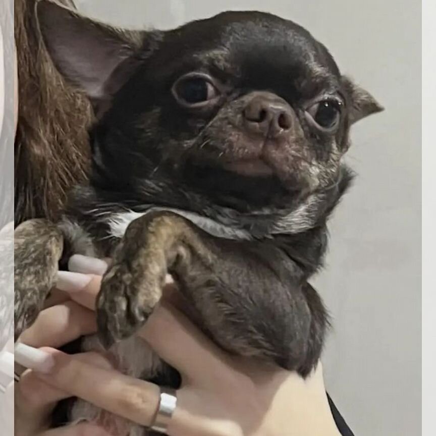 Чихуахуа, взрослый пёс