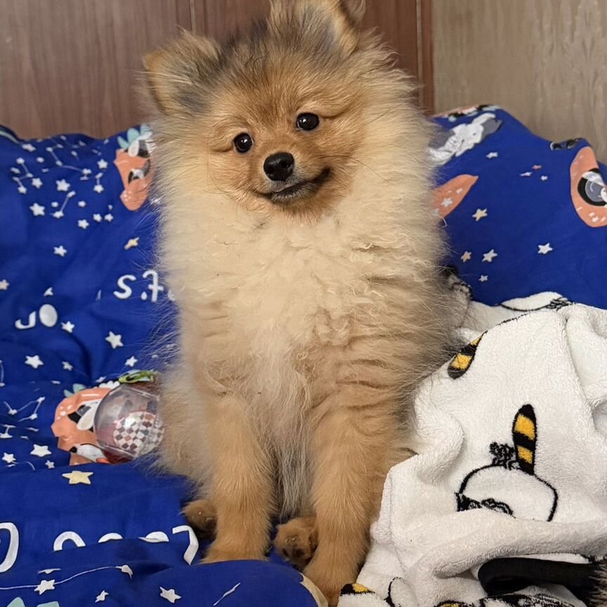 Померанский шпиц, щенок