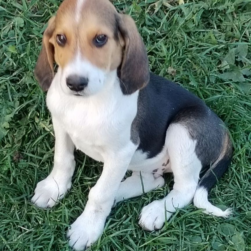 Эстонская гончая выжлец