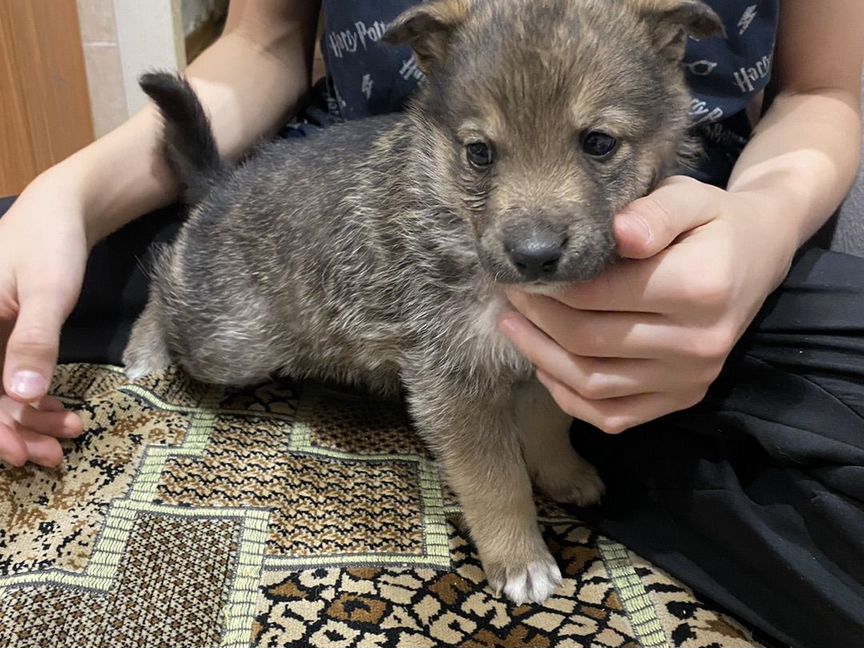 Щенята от лайки