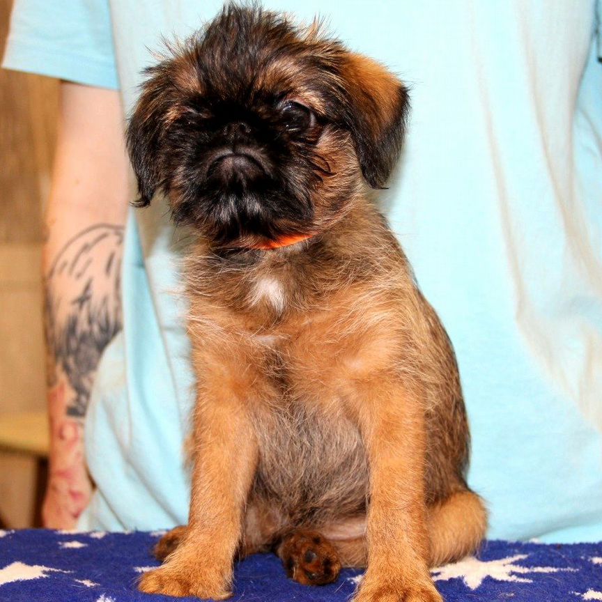 Гриффошки и брабансончики