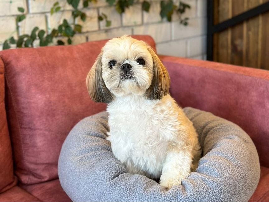 Лежанка для собак и кошек