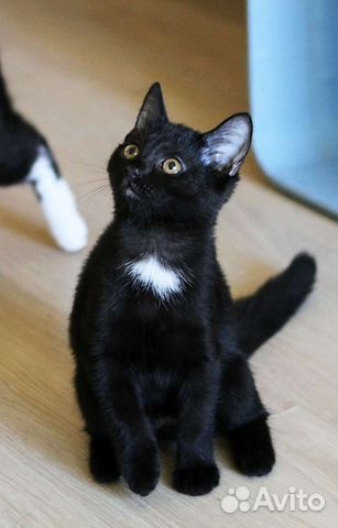 Кошка Агата 3.5 мес