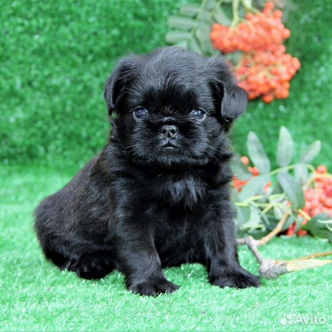 Красивая девочка бельгийского гриффона