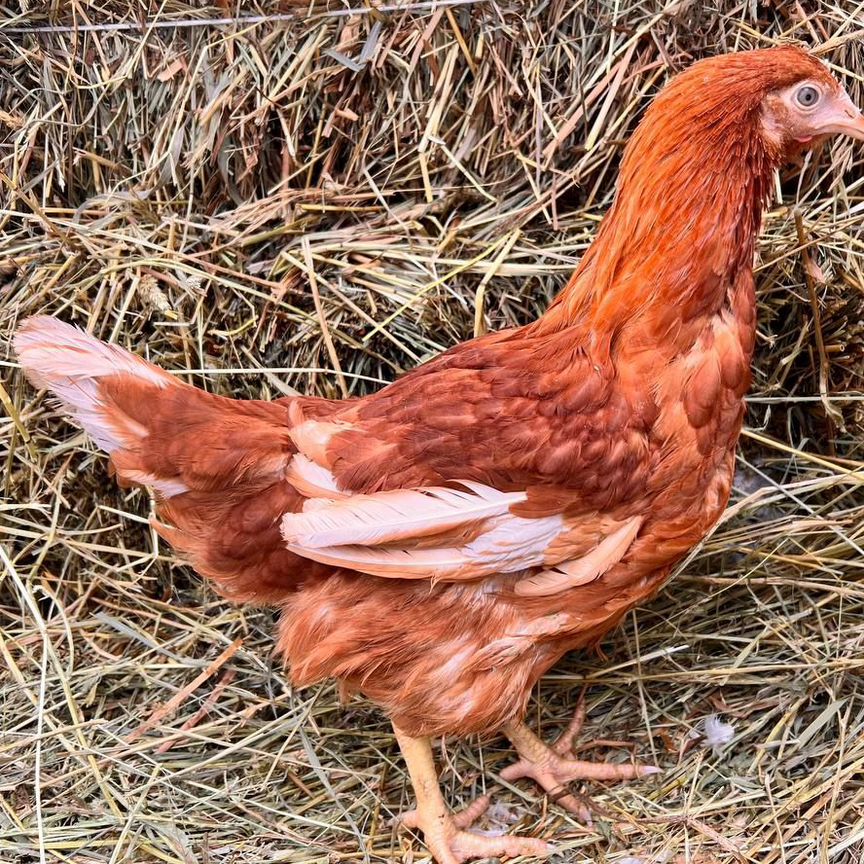 Куры несушки молодки