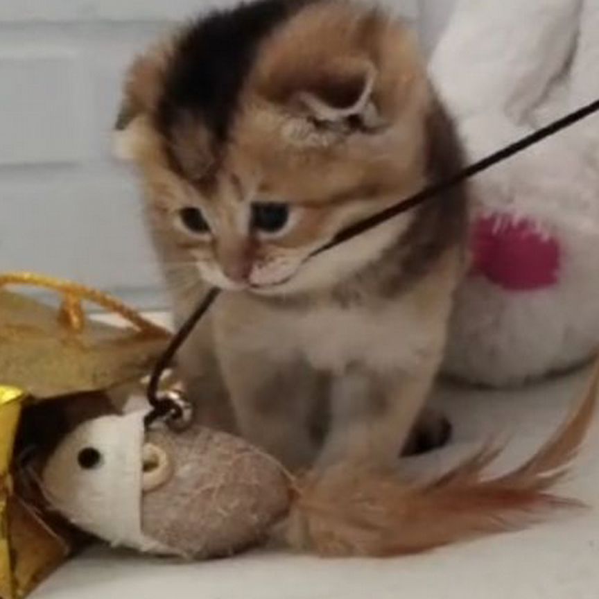 Девочка Скоттиш фолд