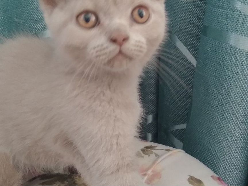 Шотландский котенок