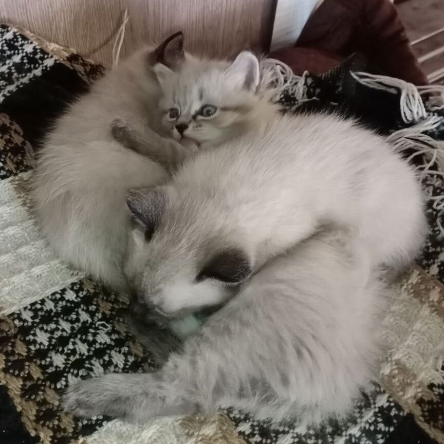 Невский маскарадный котёнок