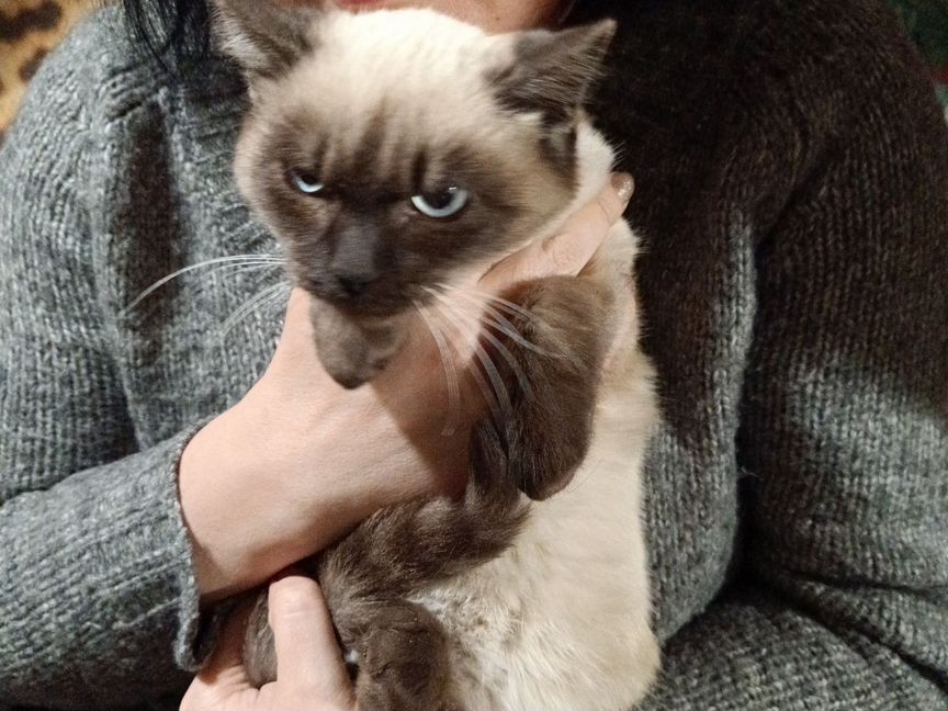 Котик сиамский