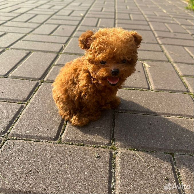 Мальтипу микро teacup teddy poodle Cartier gold