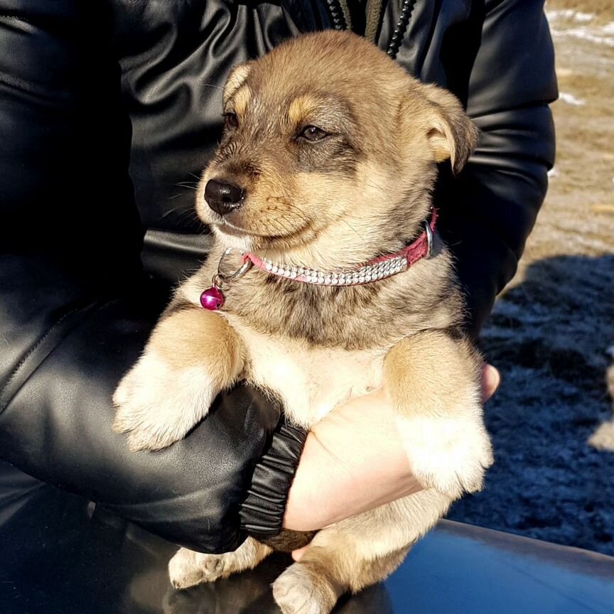 Славные карапузики