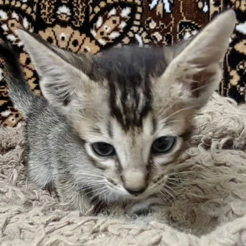 Ориентальный котёнок