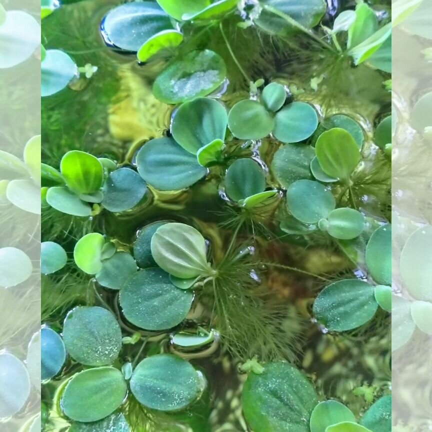 Пистия аквариумное растенте