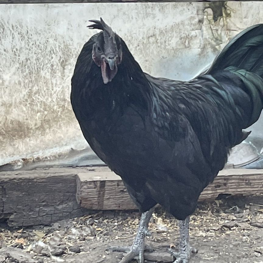 Молодые петухи