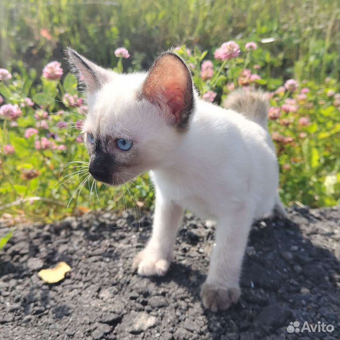 Котята меконгского бобтейла