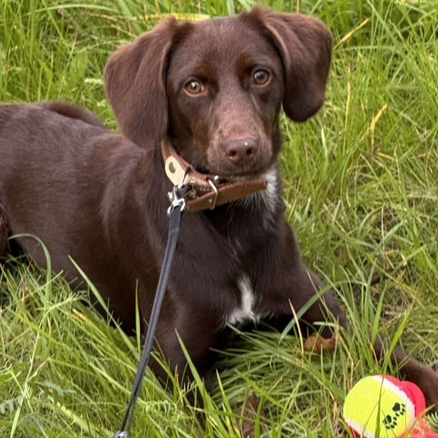 Щенок в добрые руки