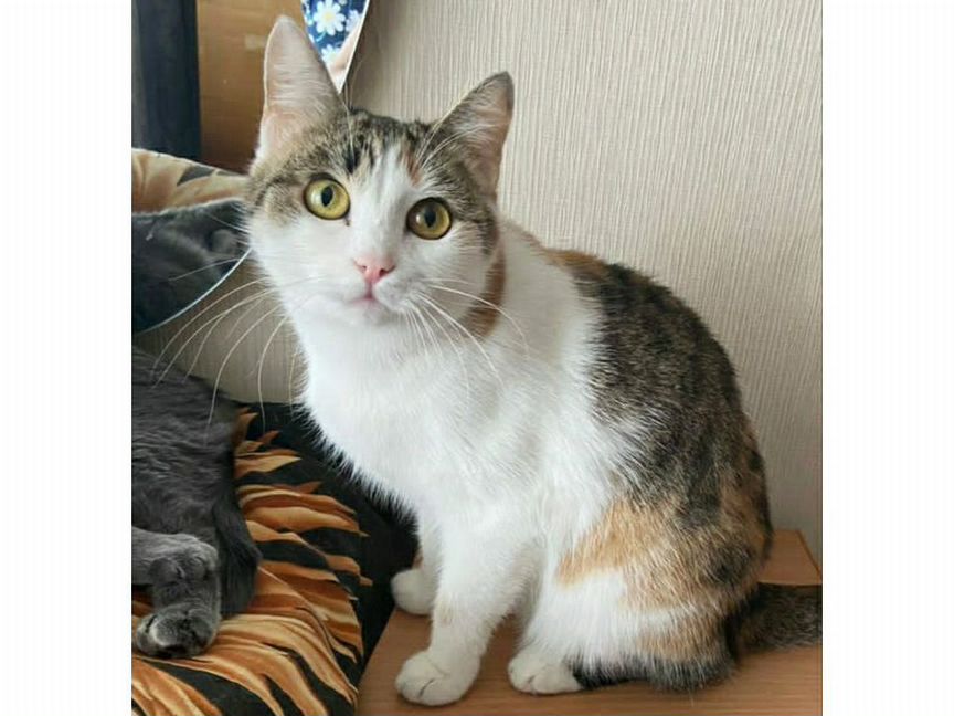 Кошка трехцветная стерилизована