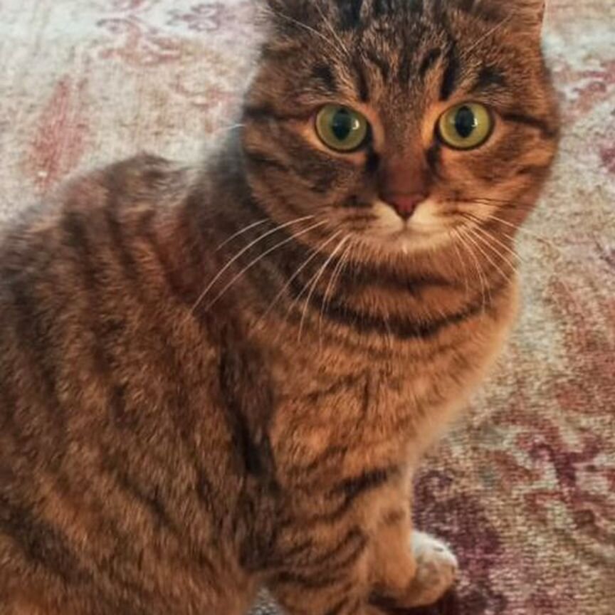 Зеленоглазка ищет хозяина