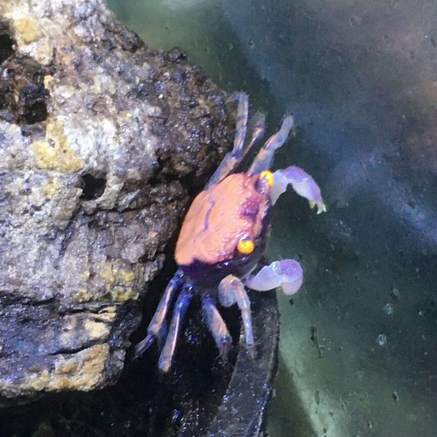 Крабы подростки