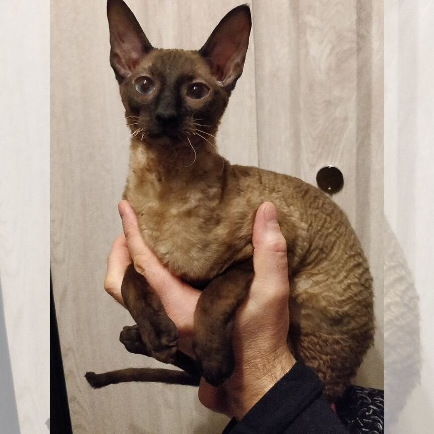 Котенок корниш-рекс