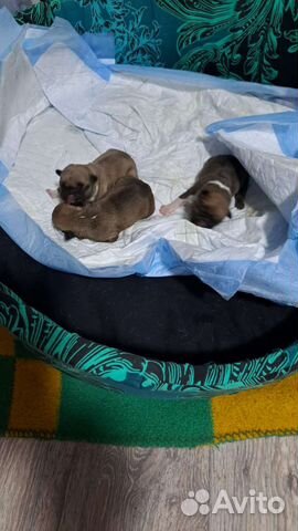 Малыши французского бульдога