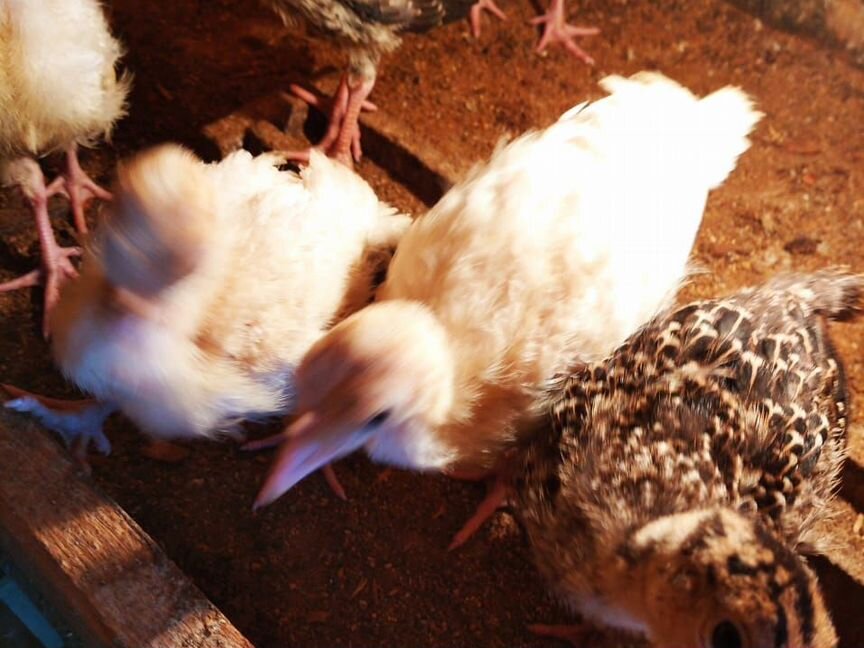 Цыплята, Индюшата, Гусята, Яйцо