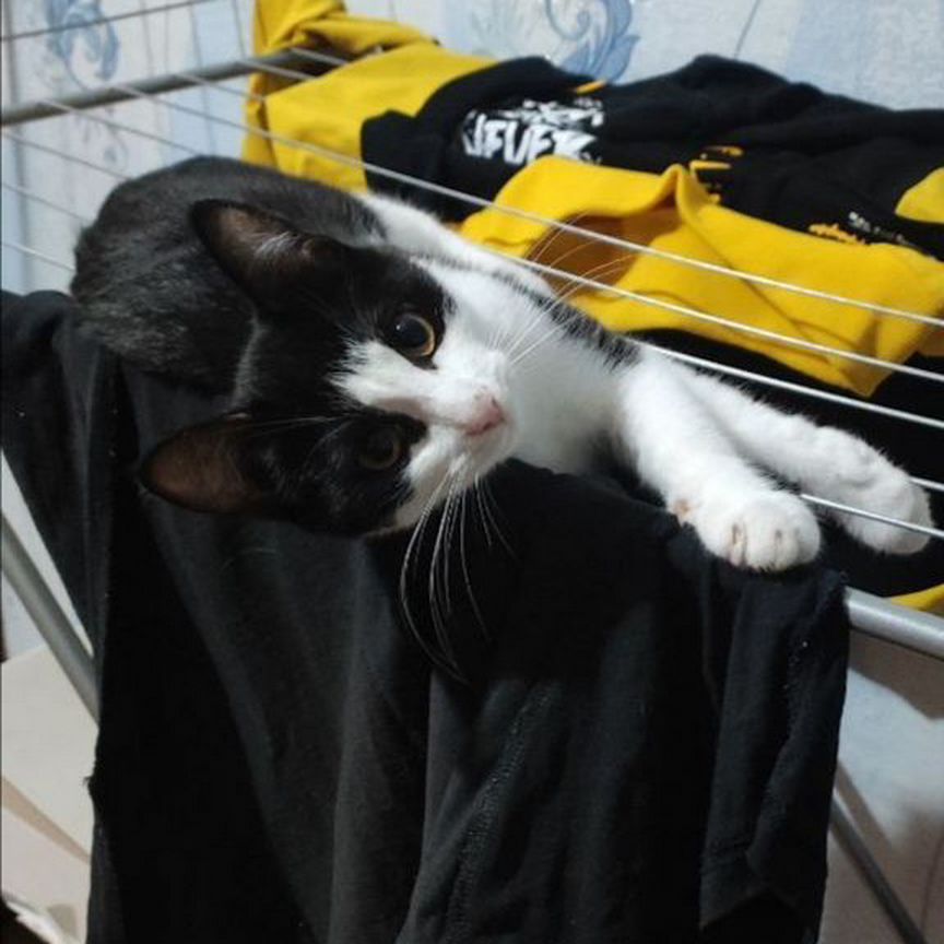 Котенок мышонок