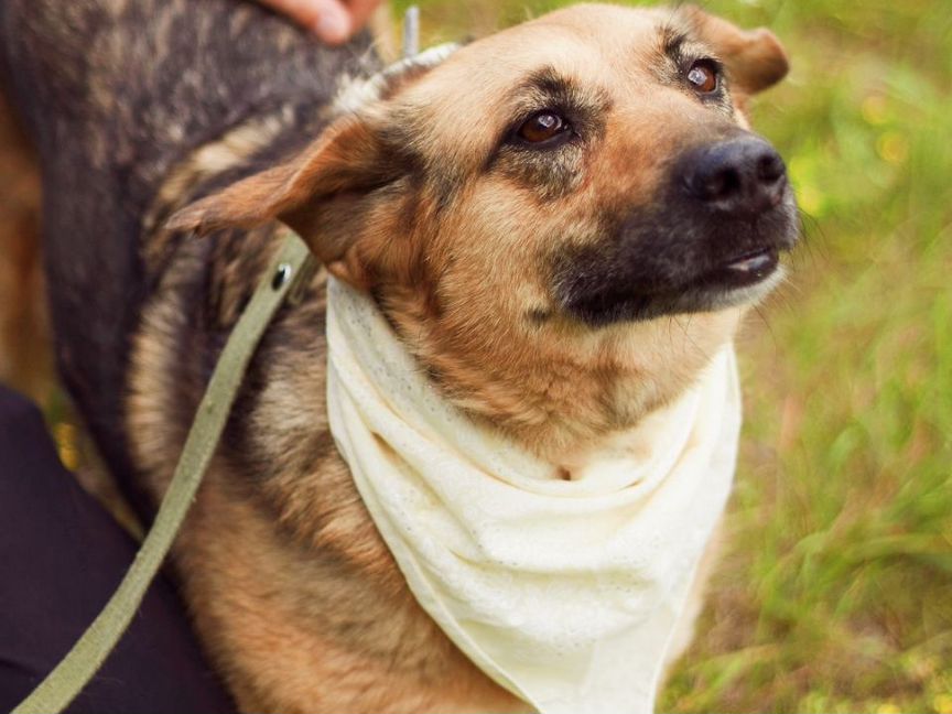 Собаке Зайке из приюта очень нужен дом