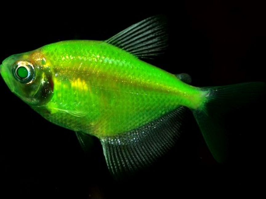 Тернеция GloFish Зеленая «Electric Green»