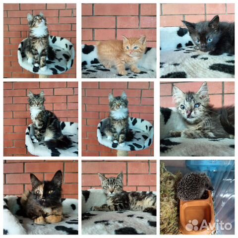 Дачные котята ищут дом