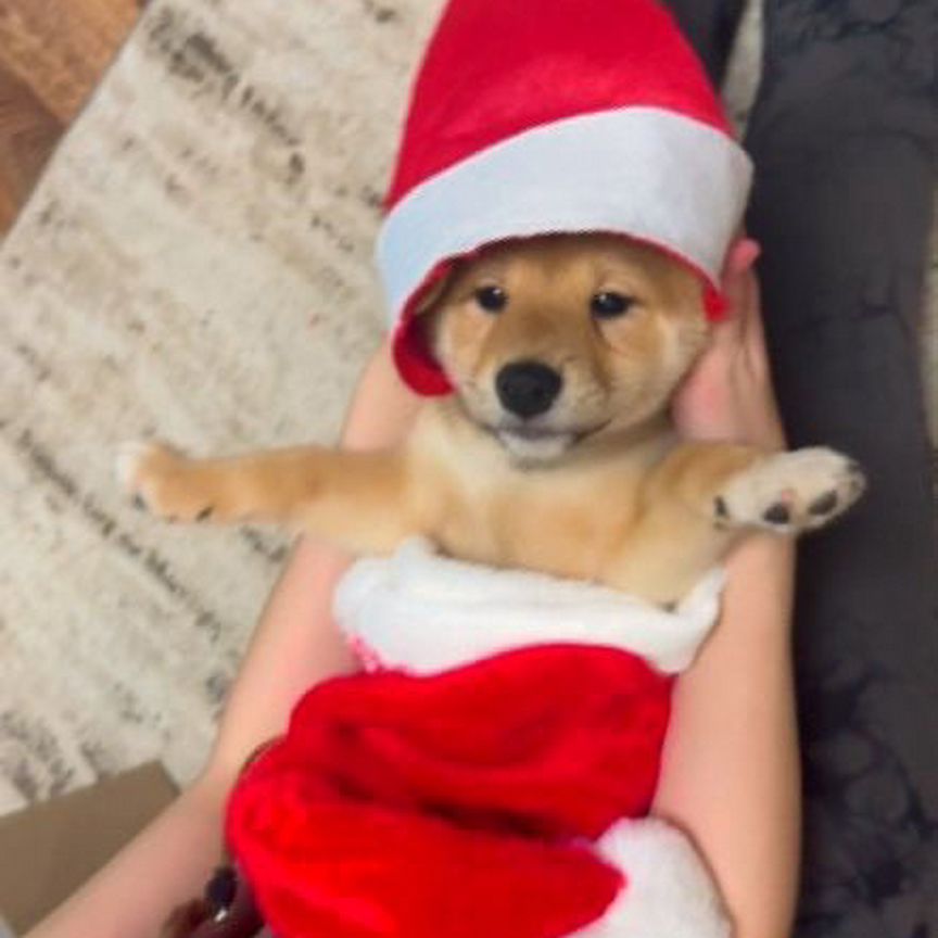 Щенки Сиба ину