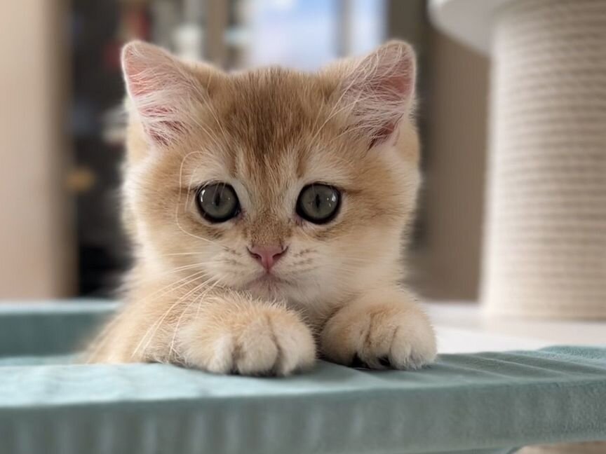 Британский котик золотого окраса