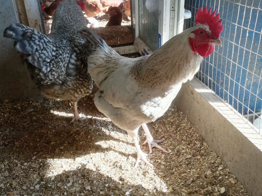 Молодые петухи