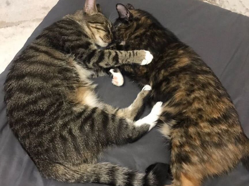 Две сиротинушки ищут дом вместе